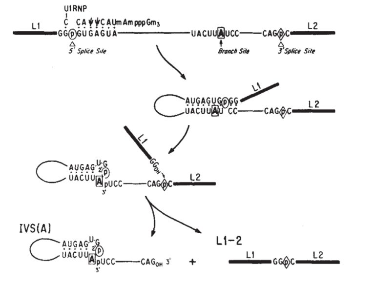 rna splicing